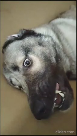 а почему у тебя такие большие зубки?