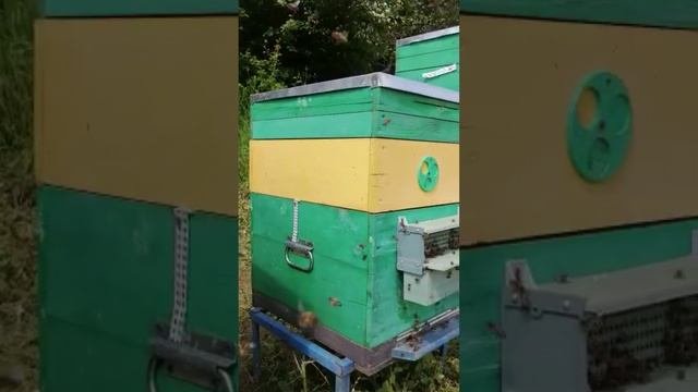 Пасека Медовый Крым, июнь 2023