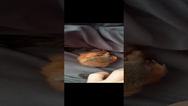 Орешек. Ну дайте поспать!