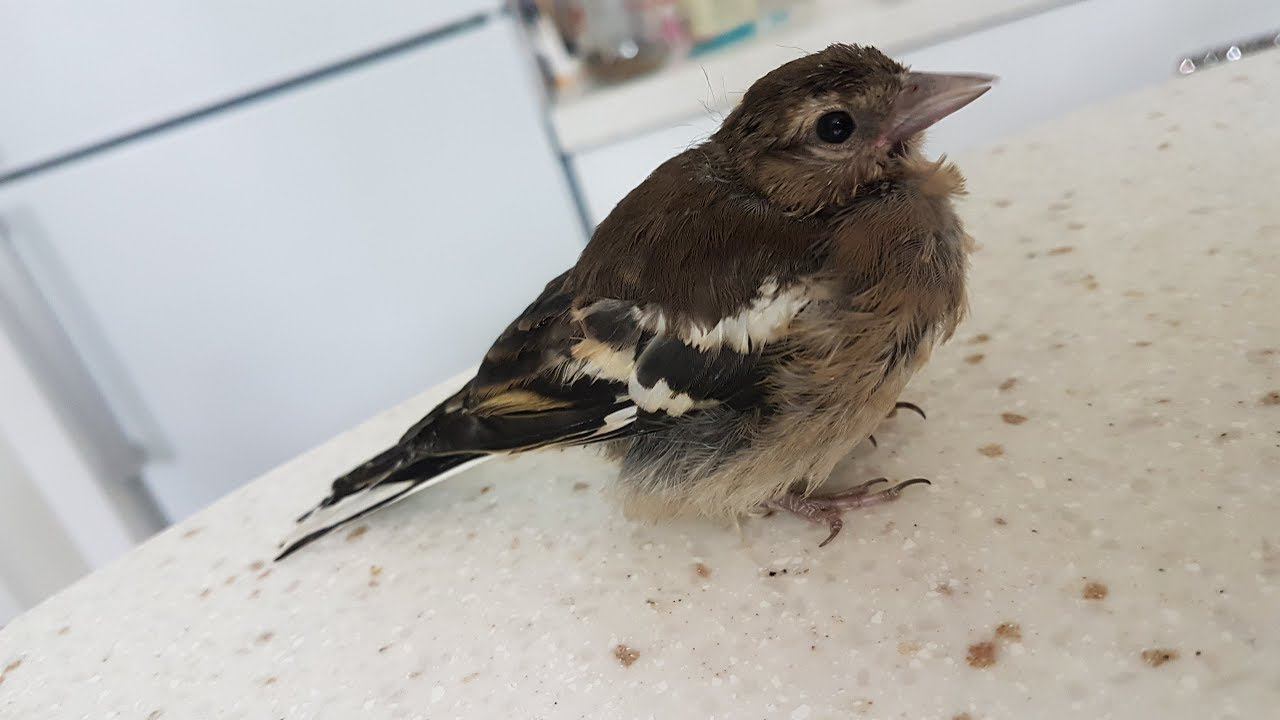 Свирелю   1 месяц