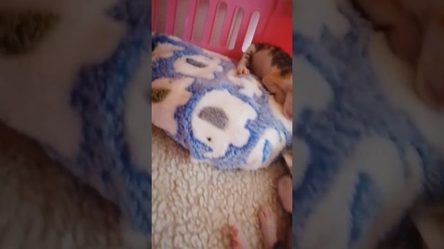 sleepy kittens after bottle feeding ???