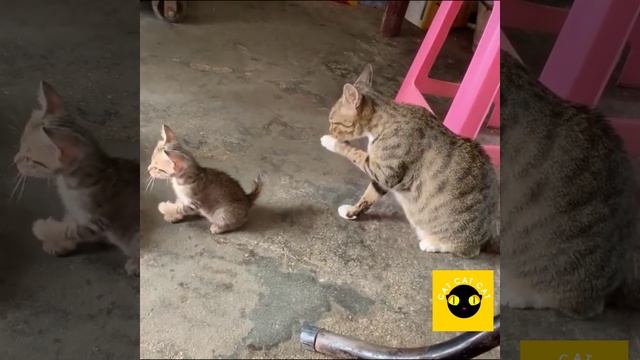 Самые смешные котики #26