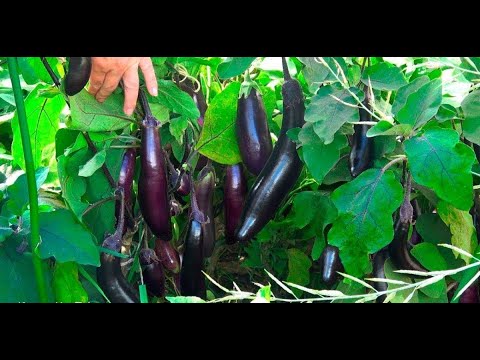 Простой способ пикировки баклажан.