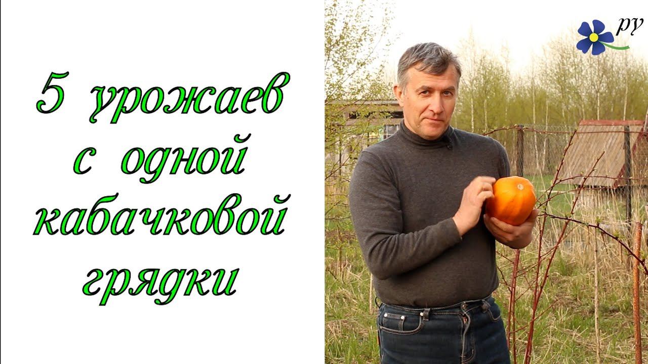 5 урожаев с одной кабачковой грядки
