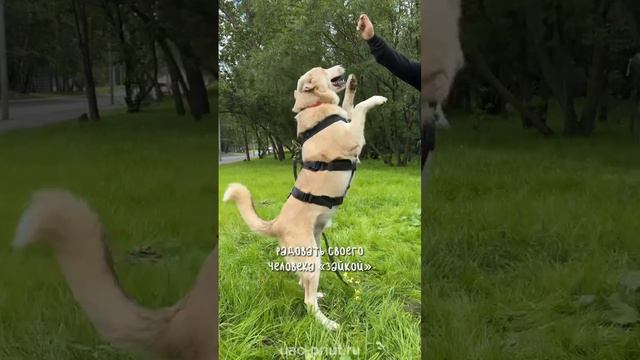 Стив невероятный пёс, который всё ещё живёт в приюте