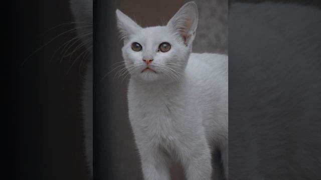 Lightroom colour grading (before and after pt 2)