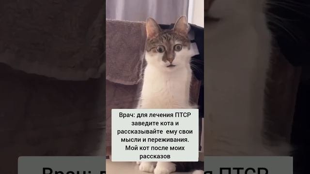 Кот военного