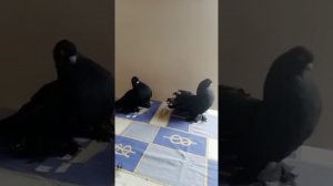 video_1496028875504.mp4