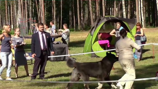 Первый день выставки собак Псковский сувенир (04.08.2018 г.).mp4