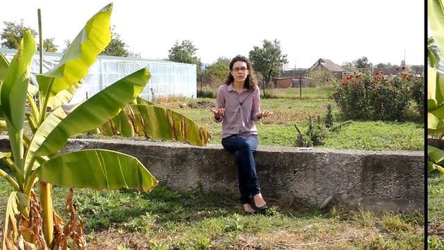 Циссус. Проблемы и их решение. __Валентина Земскова.