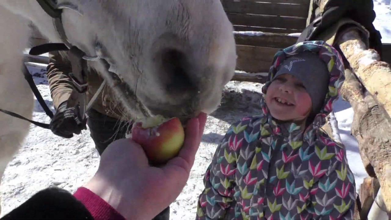 Лошадки и другие животные №7 https://youtu.be/ITSZJji9whk