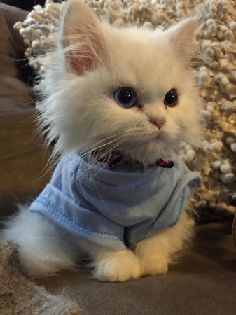 Смешные Животные