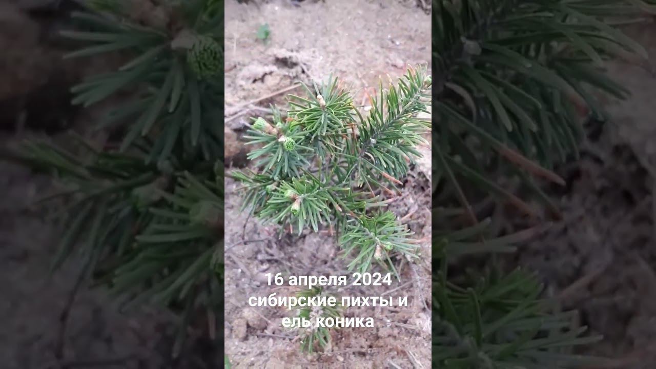 Сибирские пихты, посадила осенью 2023