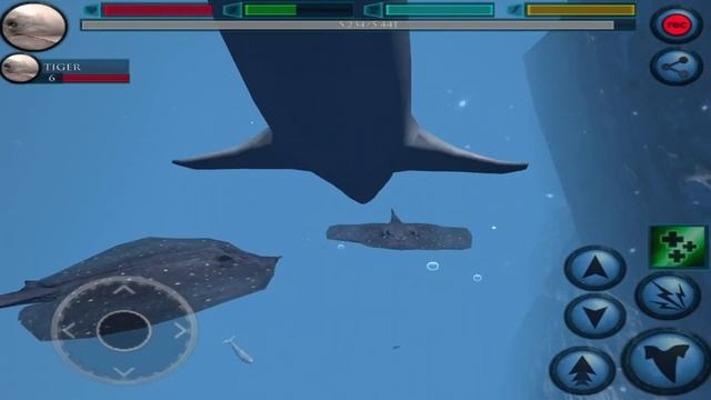 🐬Dolphin VS Barracuda,🦈Great White Shark, Whale Shark, Murray Eel, Orca ...