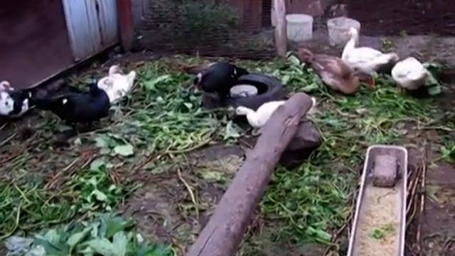 Наши основные критерии племенной работы по Московской утке (шипуны). Криворожские гиганты