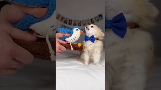 Ну сыграй, а я пролаю тебе песенку. ????