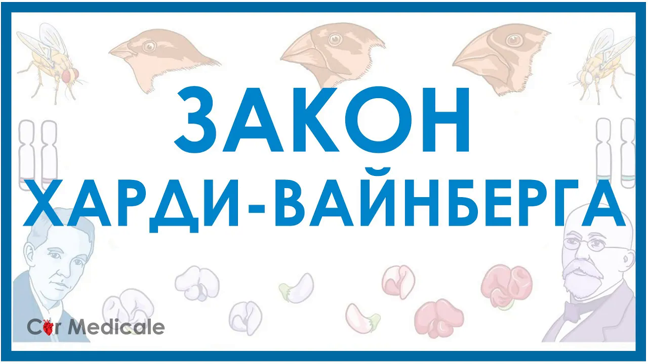 Закон Харди-Вайнберга - наглядное объяснение  | Закон генетического равновесия