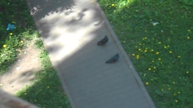 Голуби воркуют среди одуванчиков 5464868 DSCN5431