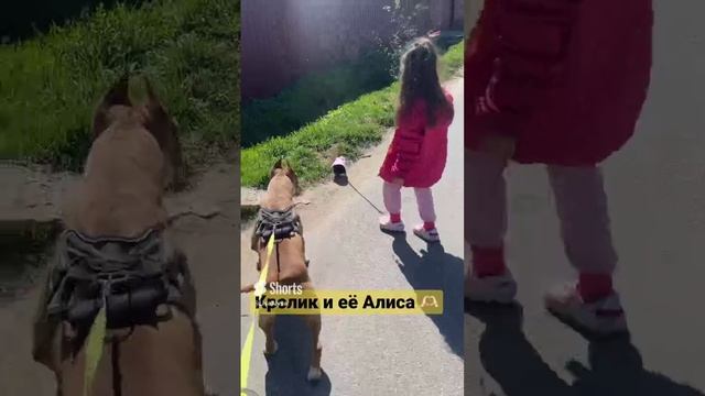 КРОЛИК ГУЛЯЕТ ВМЕСТЕ СО СТАФФОРДШИРДСКИМ ТЕРЬЕРОМ??
