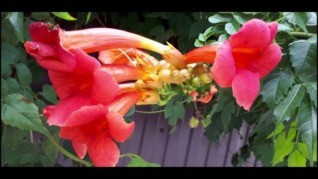 Уходящее лето