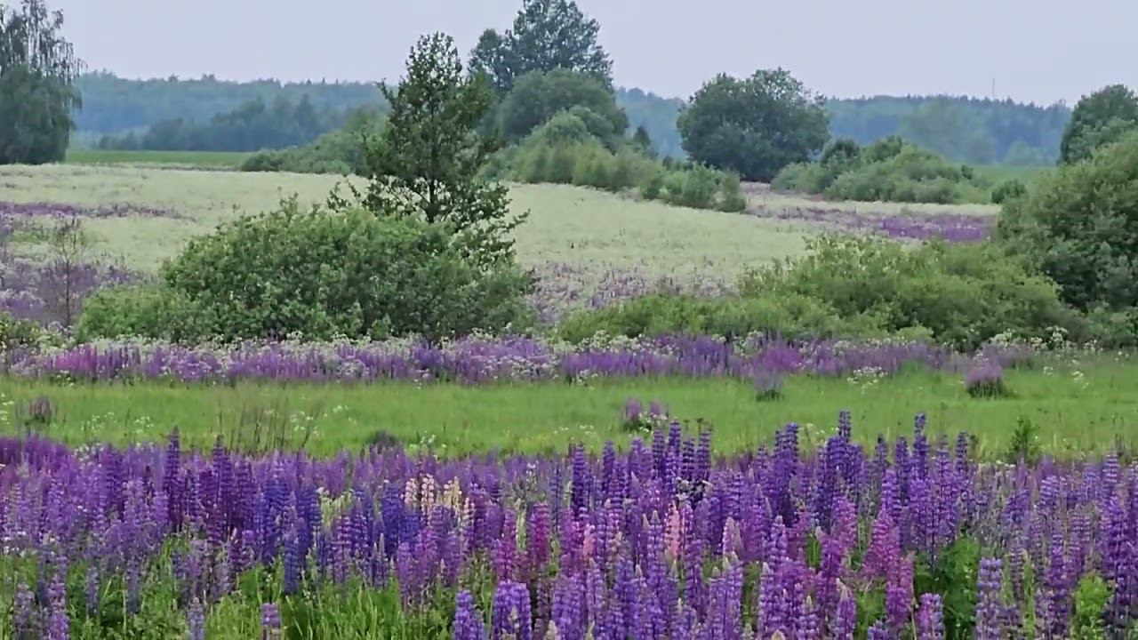 Поле с люпинами