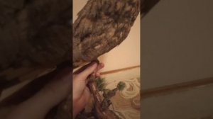 Натуральное чучело совы на сосновой ветке