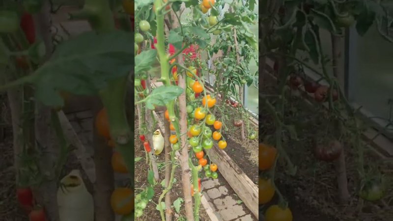 Что необходимо успеть сделать с томатами до 1 августа