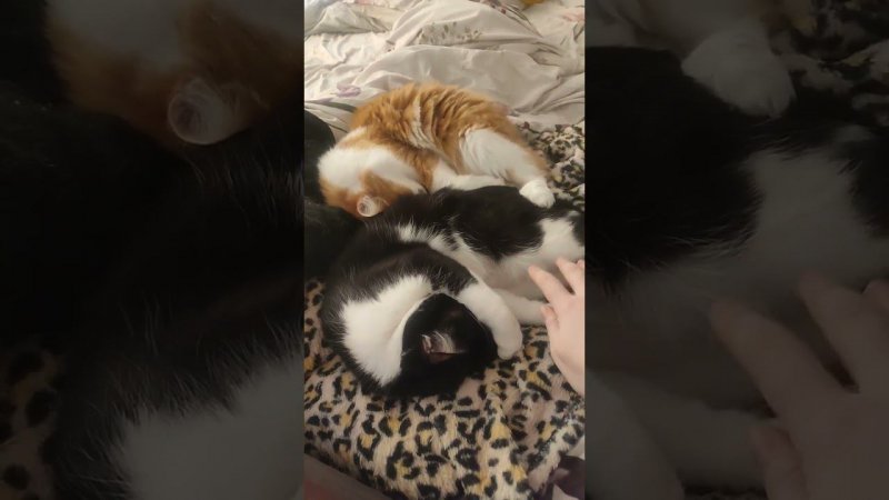 Спят красавчики #кот #котики #милота #спящийкот #спящий #ути
