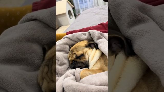Спать - это моя суперсила #жизньрыжегомопсаПашки #apricot #pugs #pug #мопсы #мопс