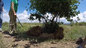 У вожака всех львов Чука и его брата Гека ПЛОХОЕ НАСТРОЕНИЕ !