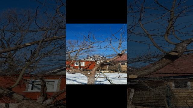 Как жалеюще омолодить старую яблоню