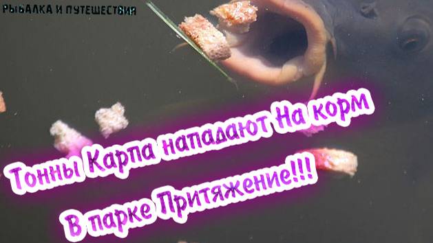 Тысячи голодных Карпов в Парке Притяжение!!!