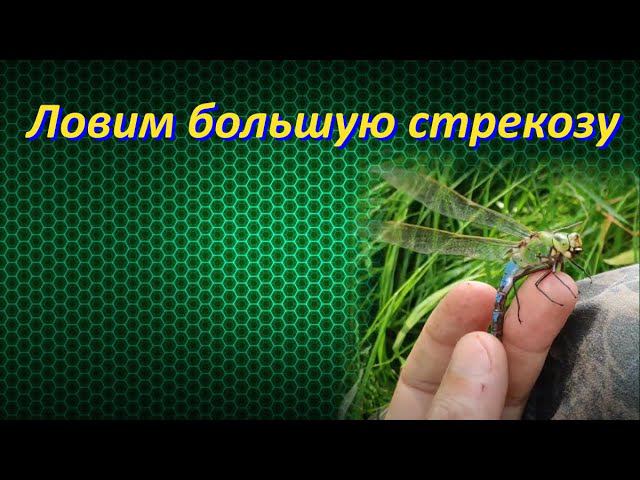 Ловим огромную стрекозу  / Дозорщик император