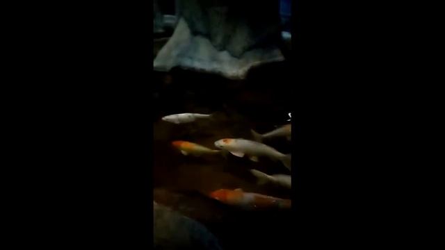 Разновидность золотых рыбок