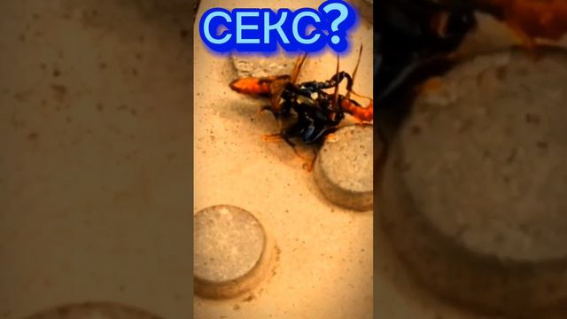 Букашки-Таракашки тоже ЧПОКИНГ! Мать природа! #shorts