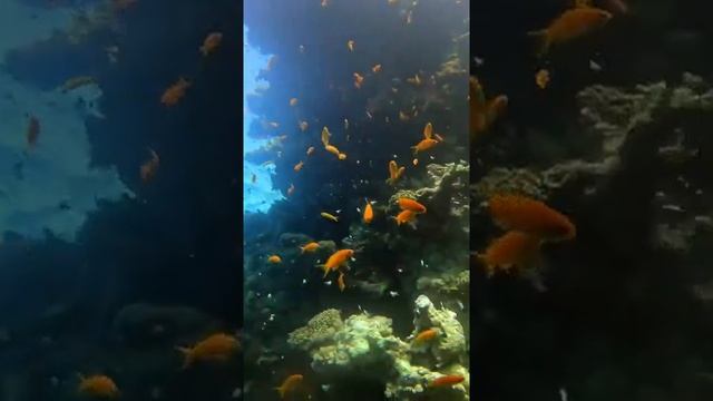 Дайвинг в Красном море, Египет, Шарм-эль-Шейх, погружение в Рас-Мохаммед первый раз