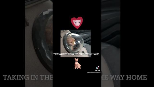 Sphynx Visits Veterinarian