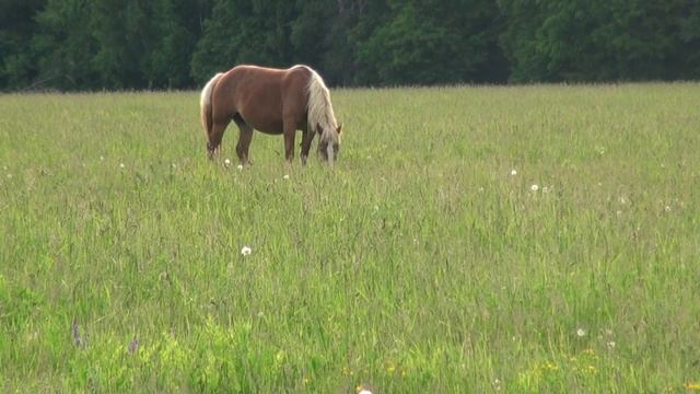 Айзат Салахов