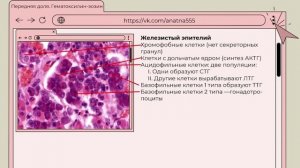 Гипофиз