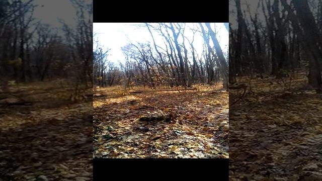 VID_20231031_112556.3gp