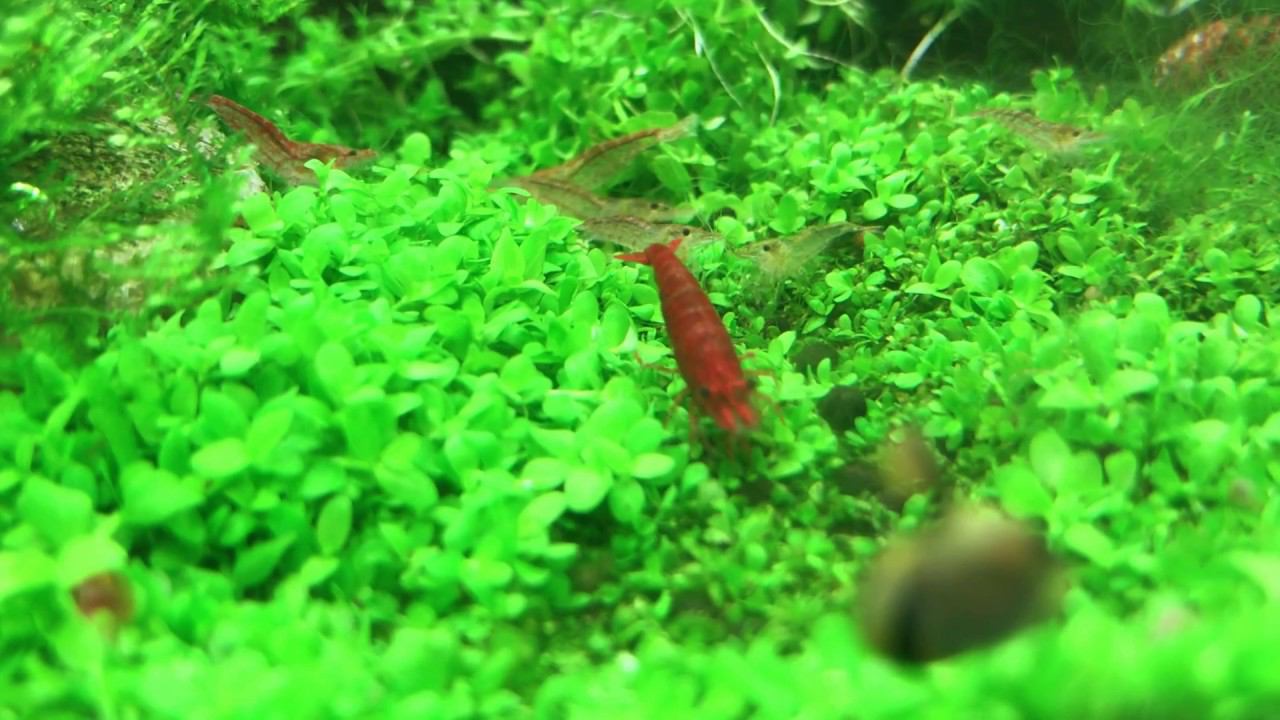 Red cherry shrimp walking
