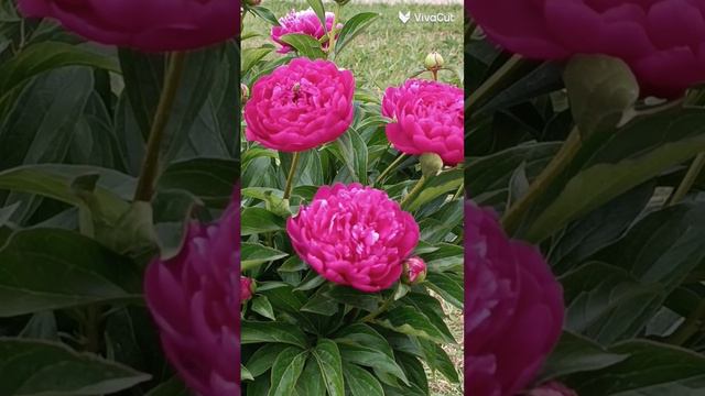 Ускользающая красота