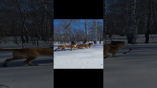 Мать года
