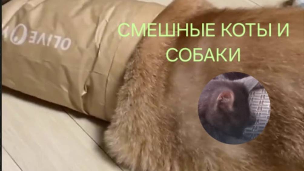 СМЕШНЫЕ КОТЫ И СОБАКИ | КОТЯРА