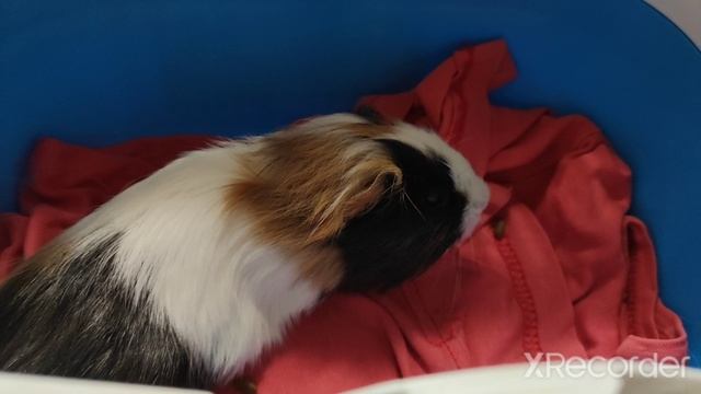 2 новости по моим свинкам с Ютуба