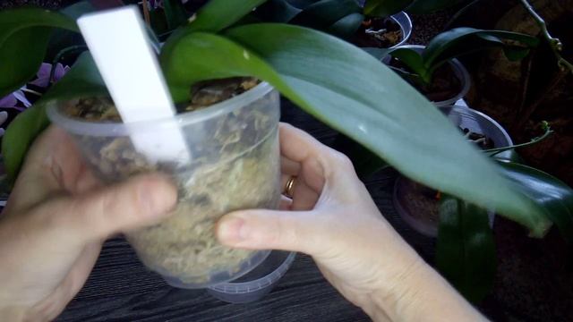 ОРХИДЕИ ДОМА!!!ОБЗОР ДЕТОК СПУСТЯ 1,5 МЕСЯЦА-ИЗМЕНЕНИЯ,СОСТОЯНИЕ И ПОЛИВ ОРХИДЕЙ РАСТУЩИХ ВО МХЕ!