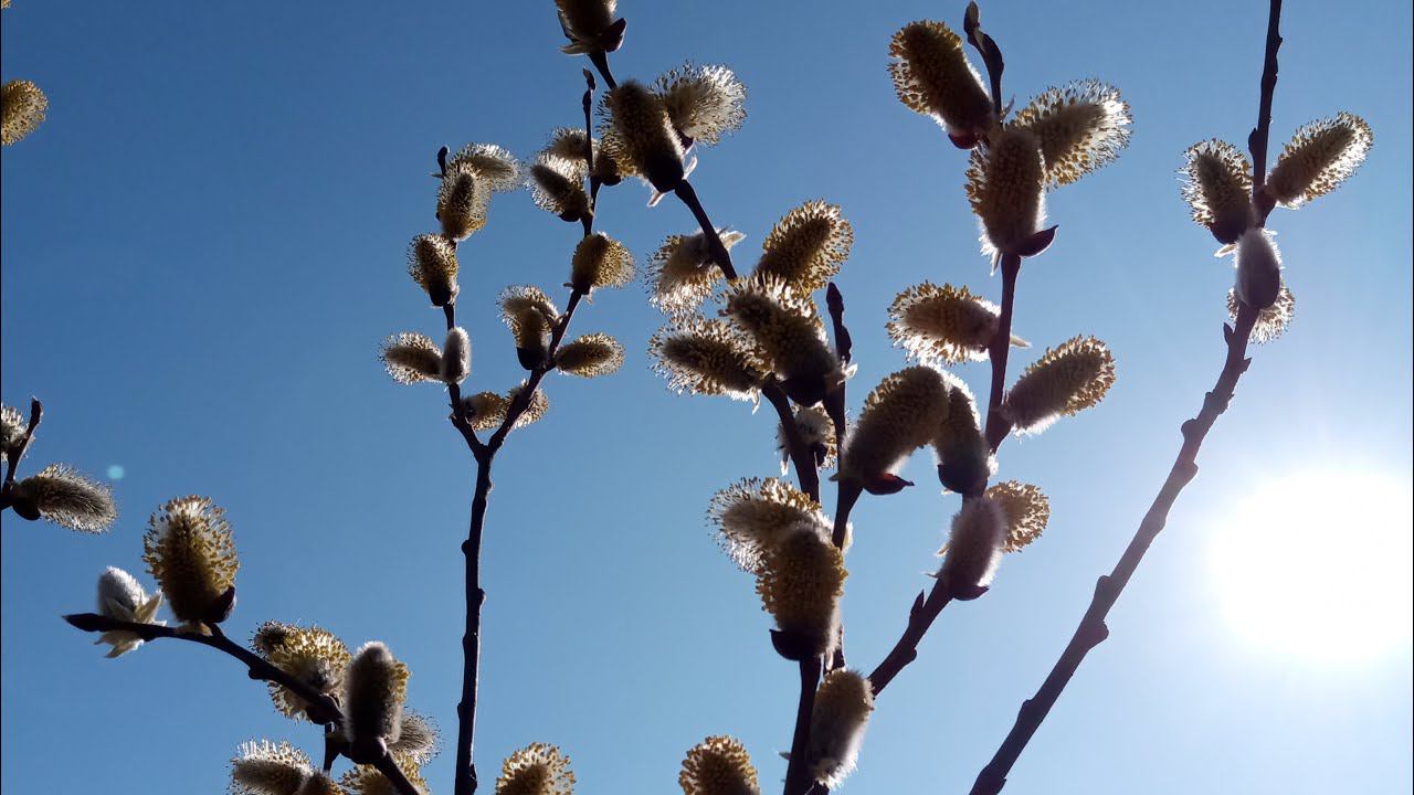 "ПАСХА. Дорогой добра" Мария Евсеева. Читает А.Ключук