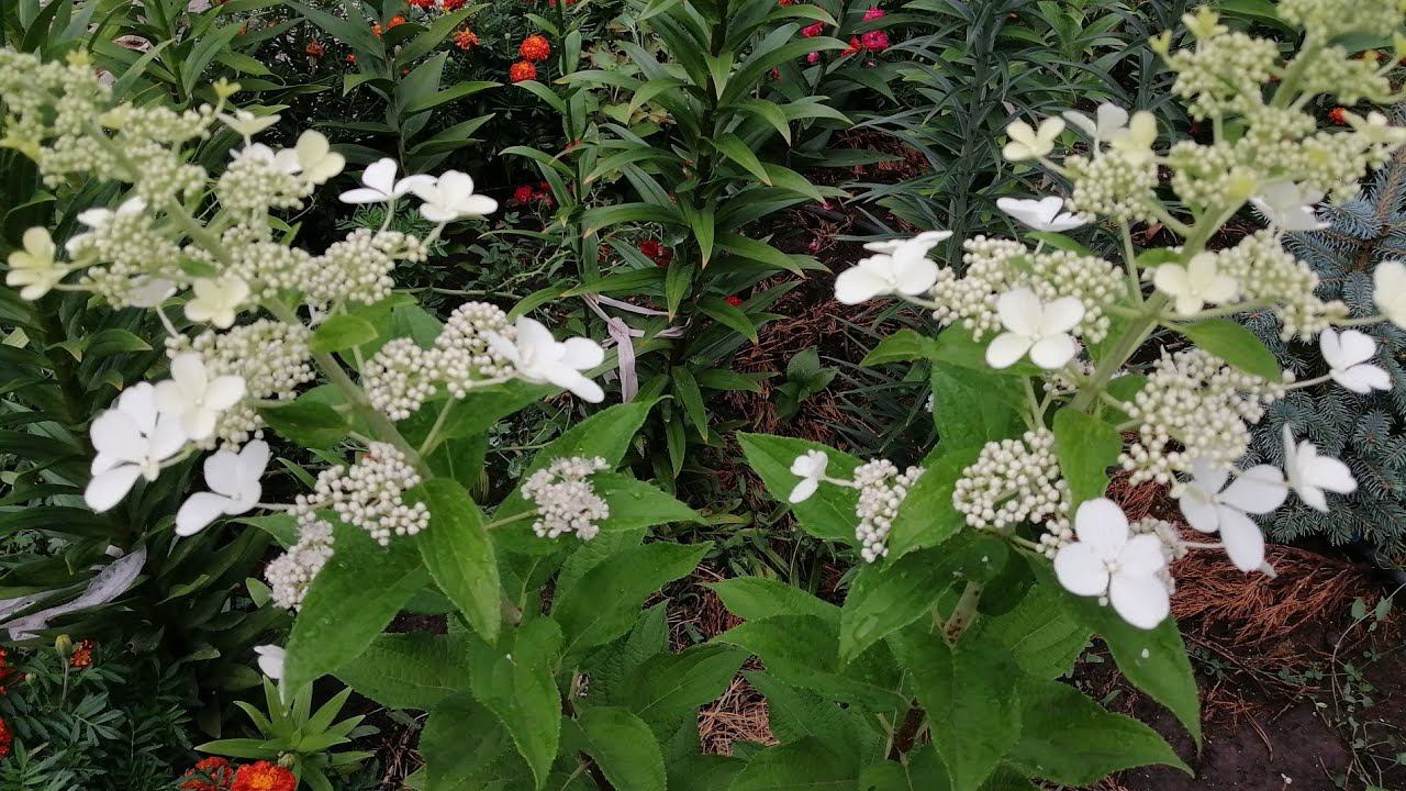 Бесплатные крепления для гортензии.