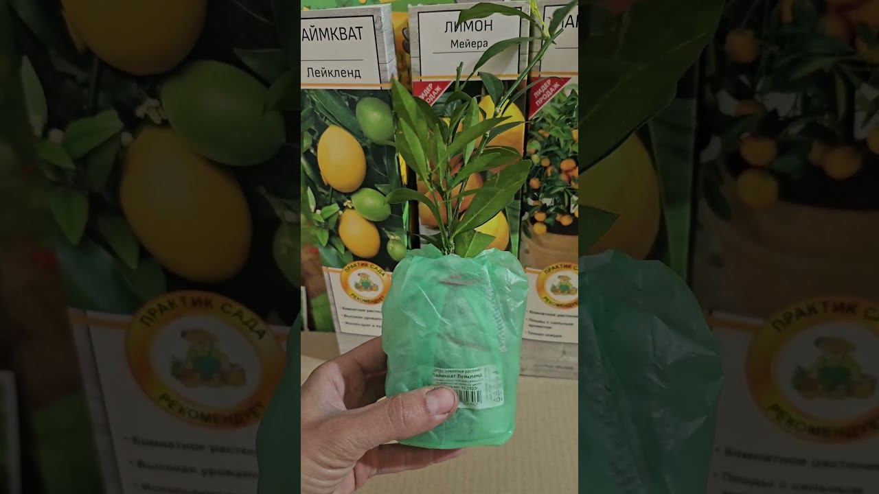 Саженцы цитрусовых для дома и сада. Ассортимент цитрусовых   #ассортимент #саженцыцитрусовых