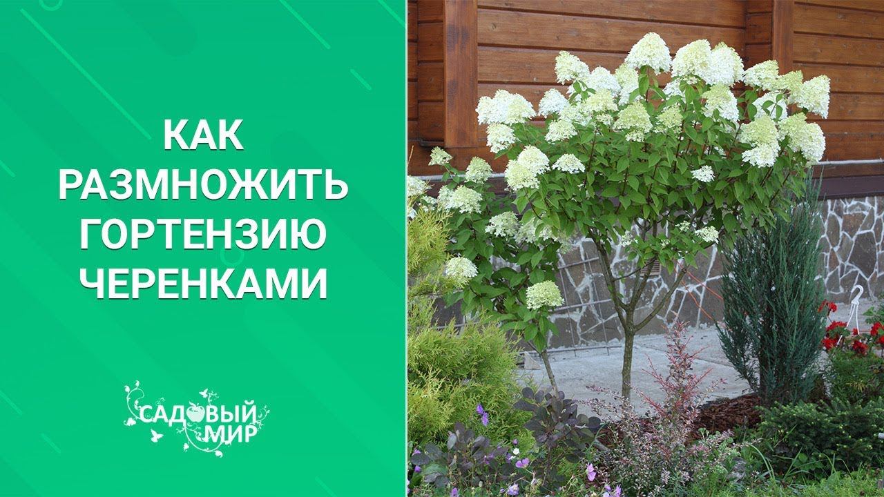 Как размножить гортензию черенками